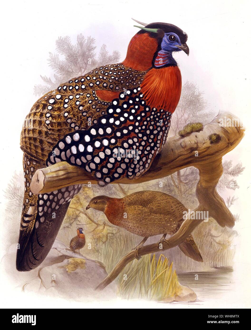 Tragopans High Resolution Stock Photography and Images - Alamy