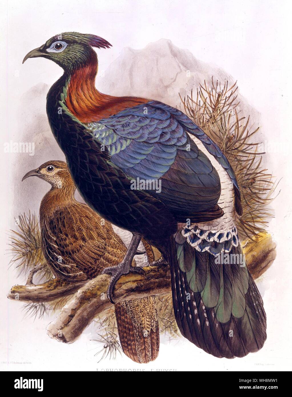 Monal hi-res stock photography and images - Alamy