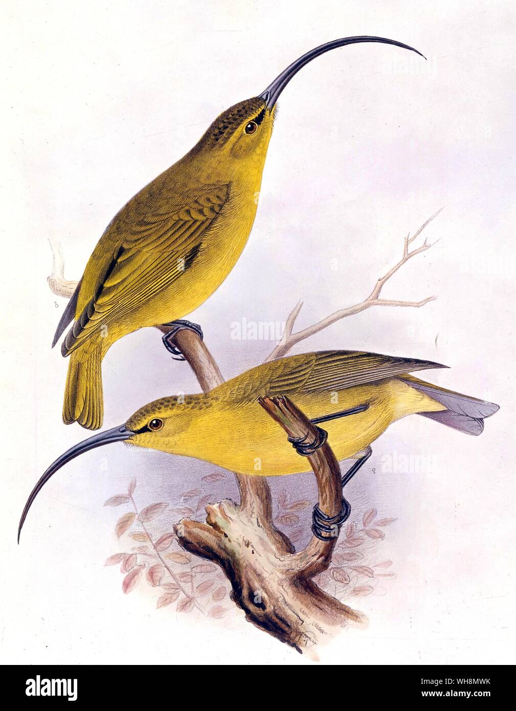 Kauai Akialoas male (upper) and female Stock Photo - Alamy