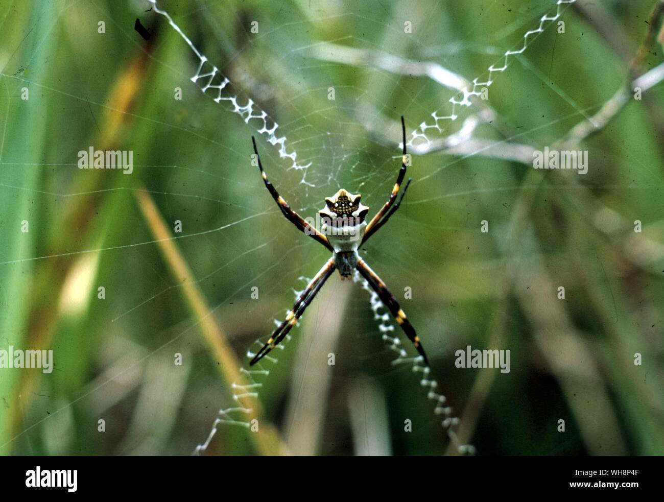 Brazil spider hi-res stock photography and images - Alamy
