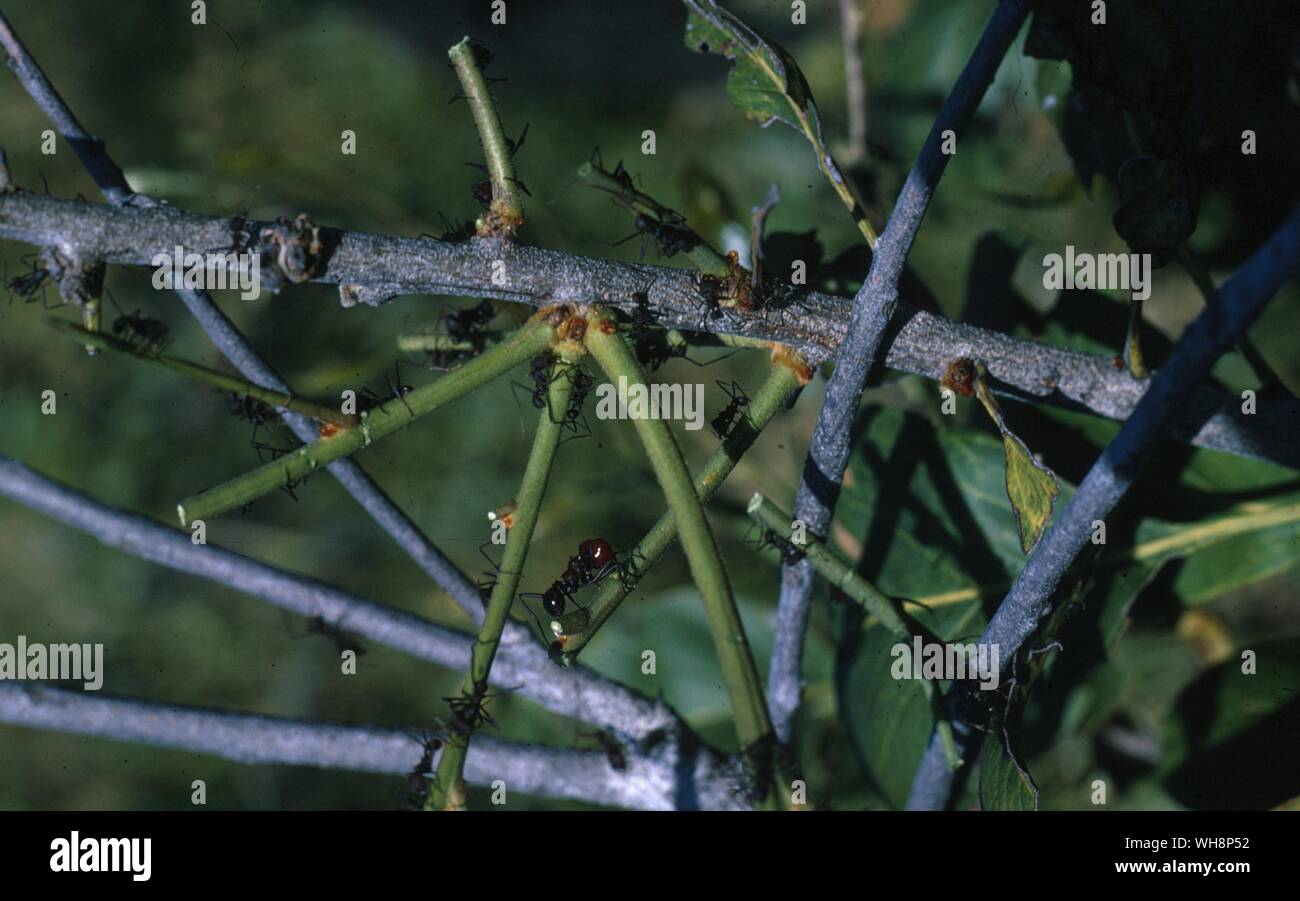 Leaf Cutting Ants Brazil Stock Photo - Alamy