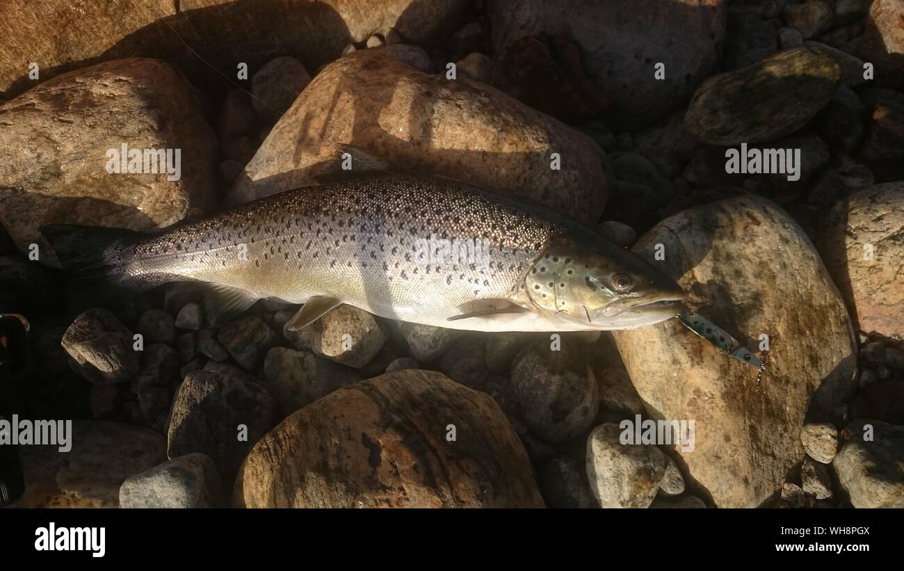 Sea Trout High Resolution Stock Photography and Images - Alamy