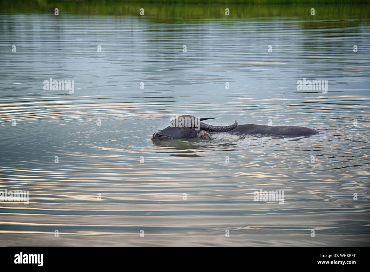 Buffalo Swimming High Resolution Stock Photography and Images - Alamy