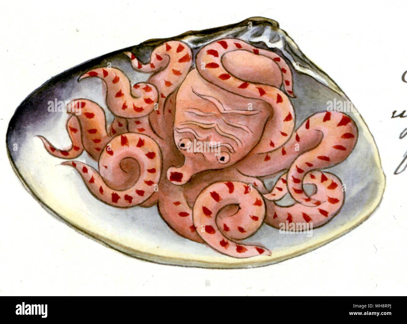 Clam shells hi-res stock photography and images - Alamy