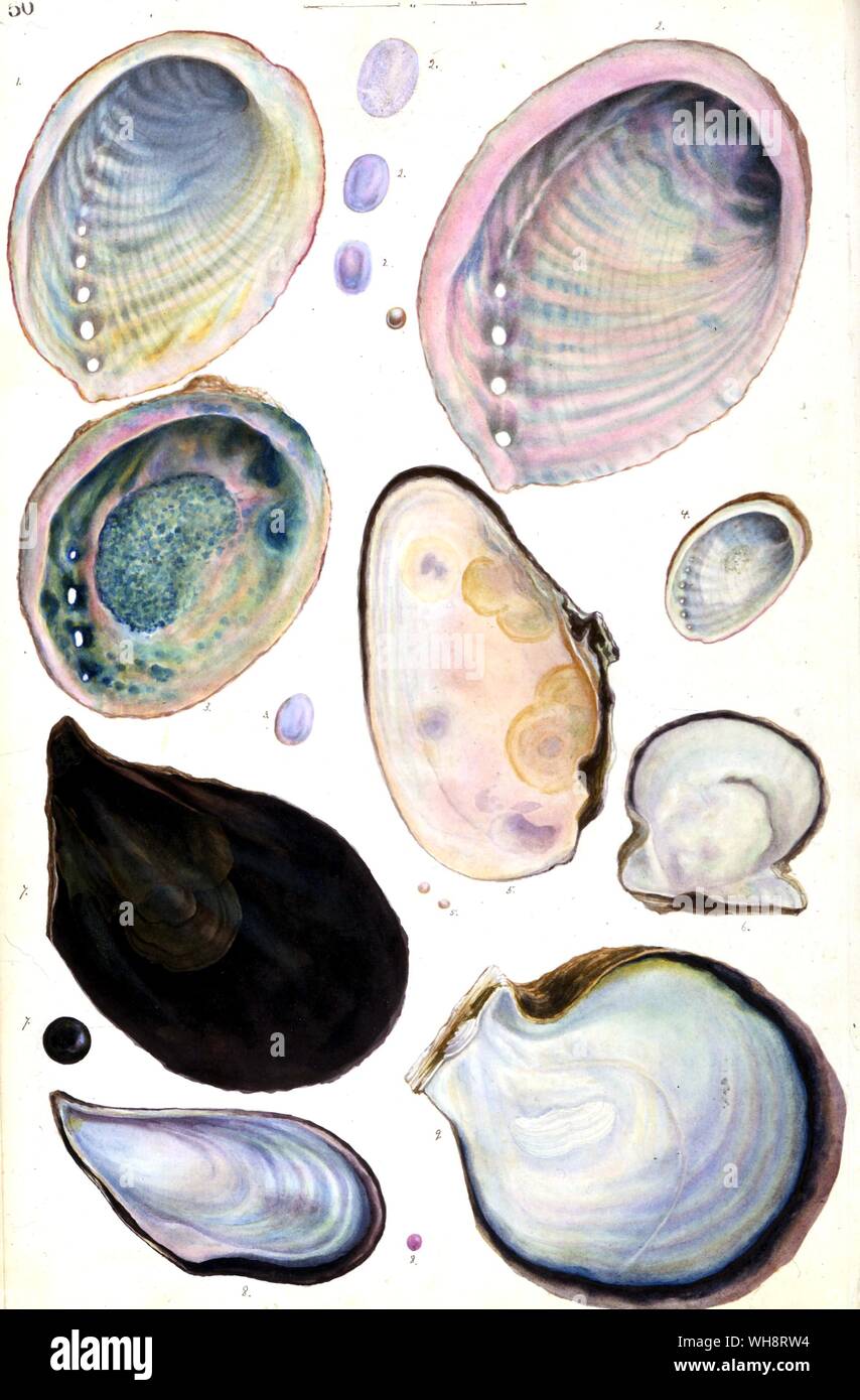 Image shells hi-res stock photography and images - Alamy