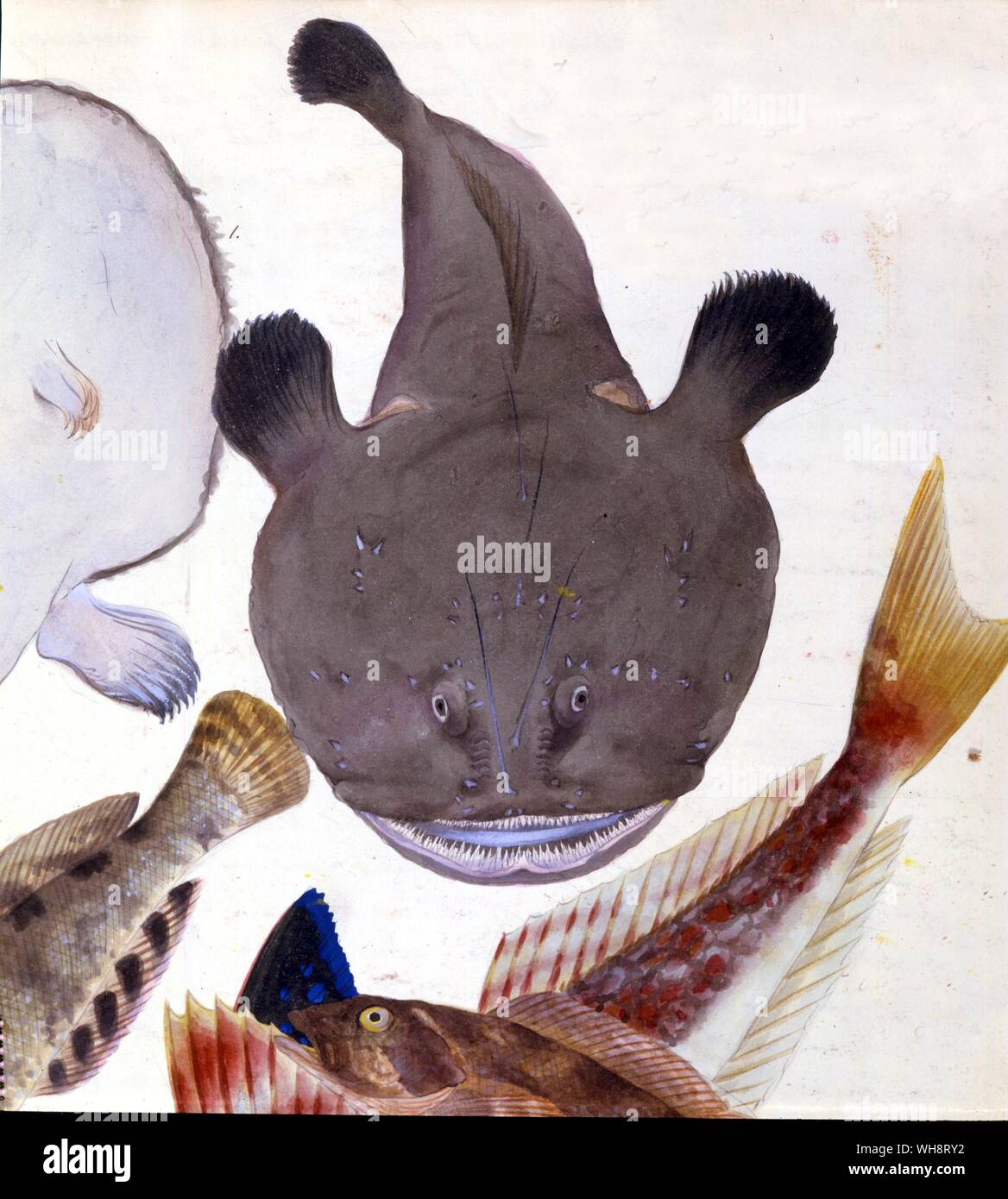 Anko (frogfish). 1904 Stock Photo - Alamy