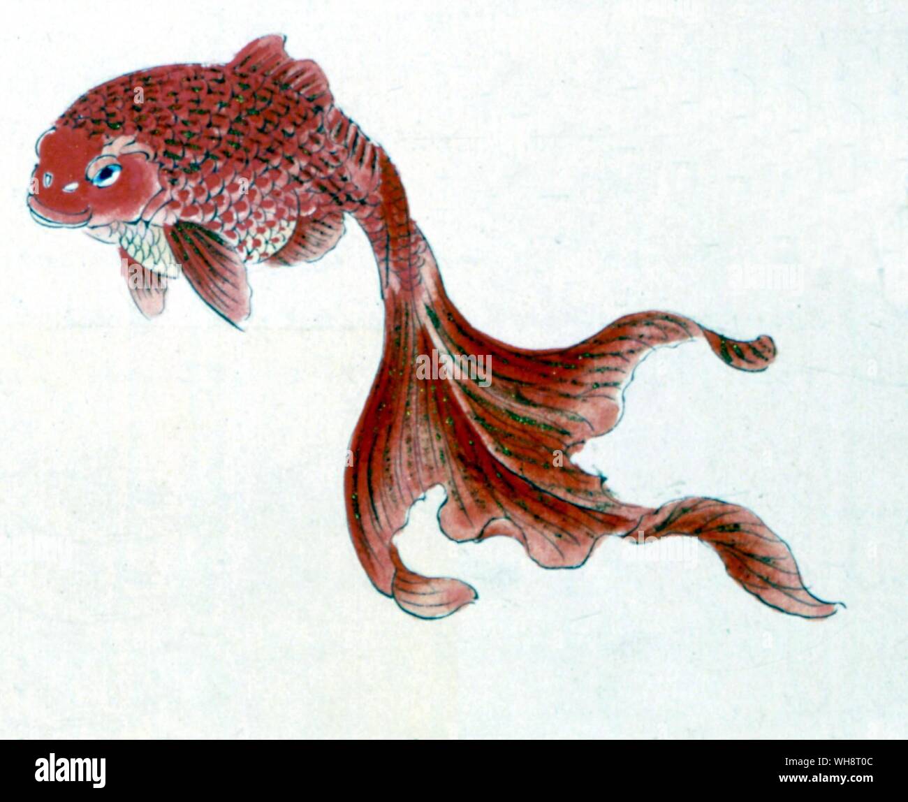 Illustration Japanese Fish Stock Photo - Alamy