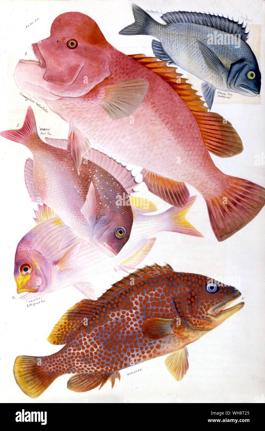 Richard fish hi-res stock photography and images - Alamy