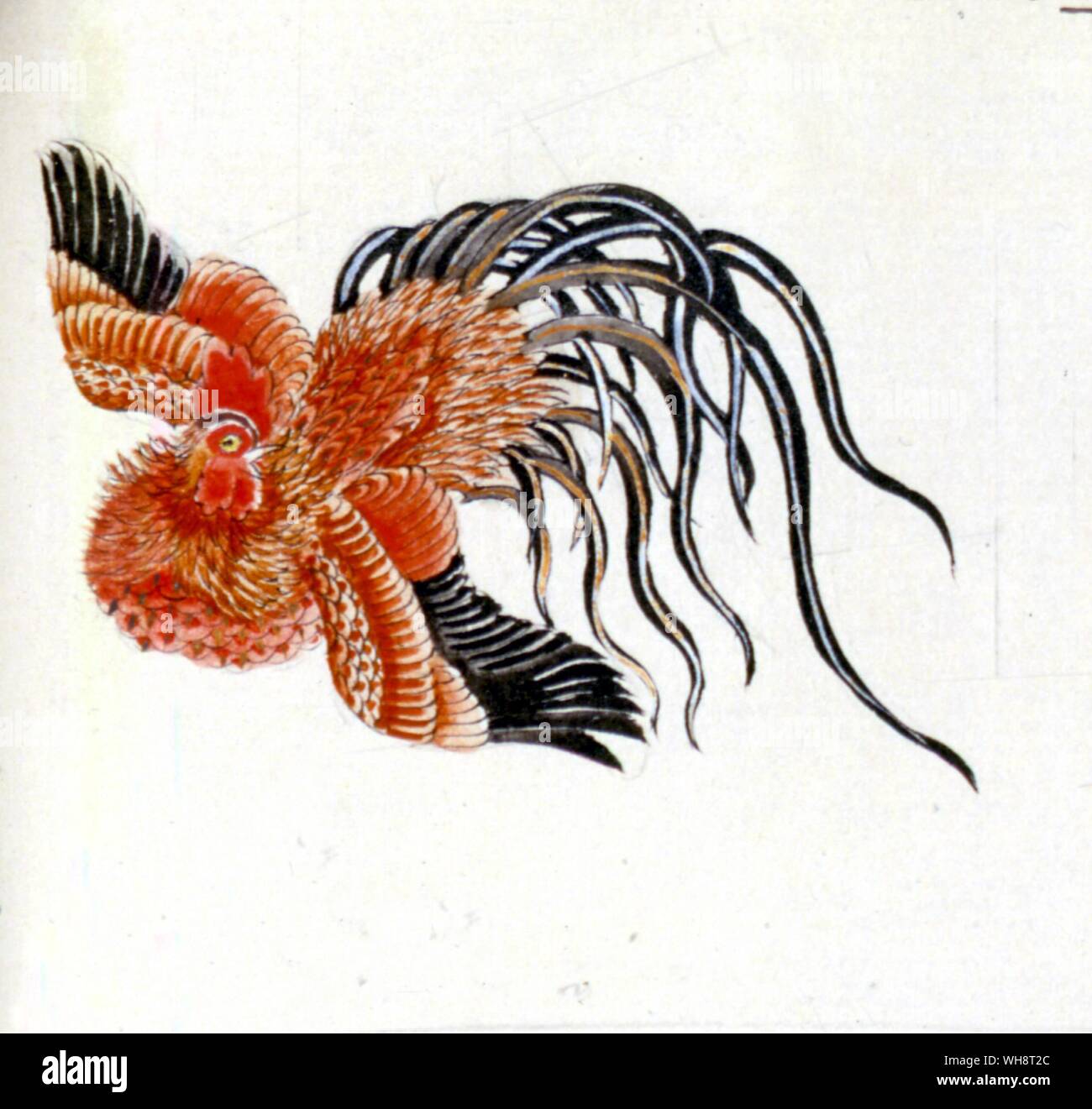 Japanese bird hi-res stock photography and images - Alamy