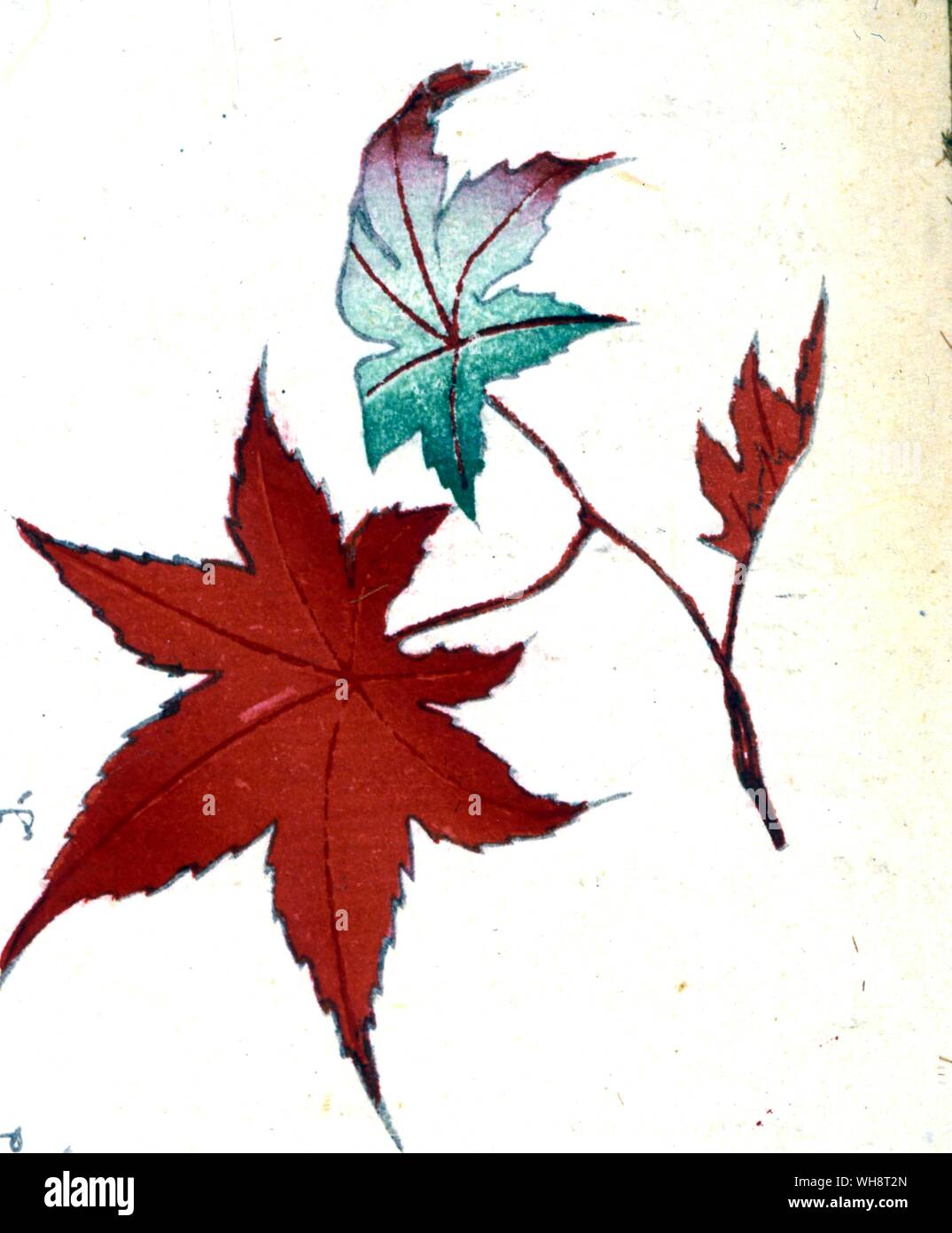 The maple leaf hi-res stock photography and images - Alamy