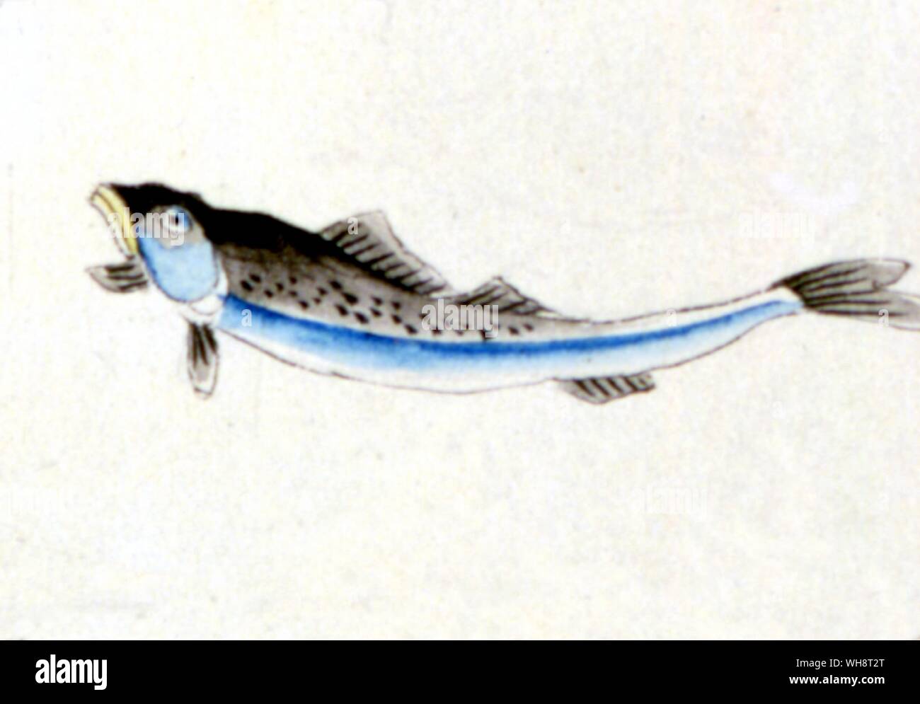 Japanese fish hi-res stock photography and images - Alamy