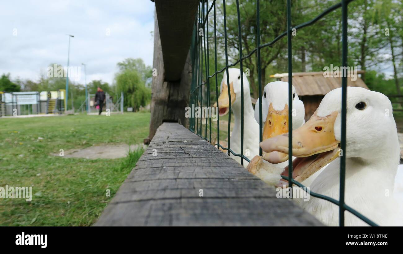 Duck in cage hi-res stock photography and images - Alamy