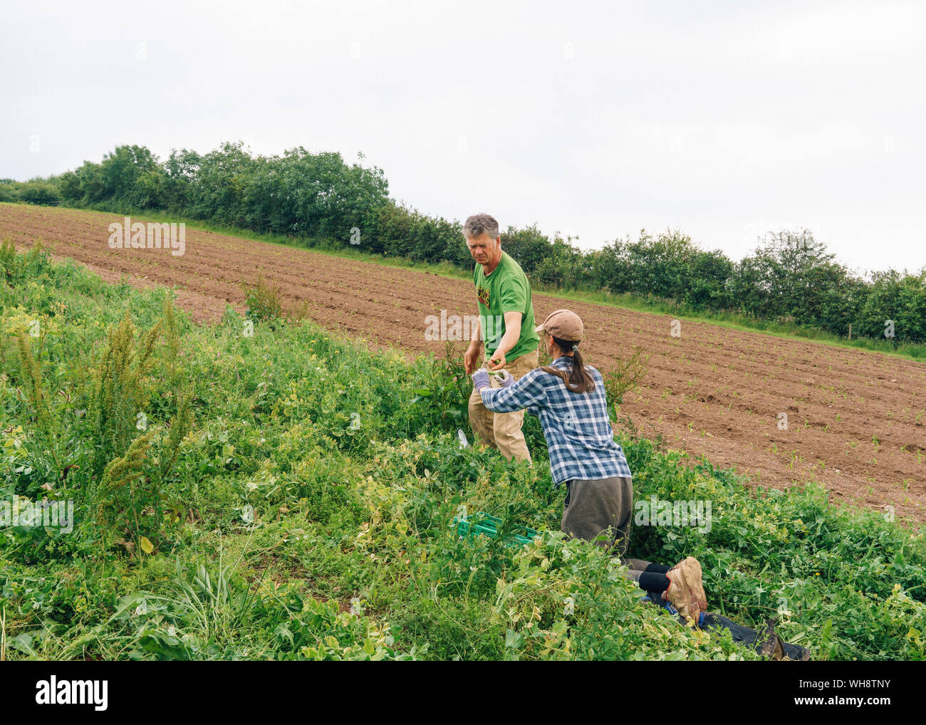 Guy Singh-Watson, founder of Riverford picks organic peas with other ...