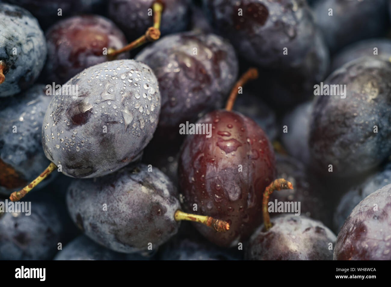Close up beautiful fresh plums background. Macro view Stock Photo - Alamy