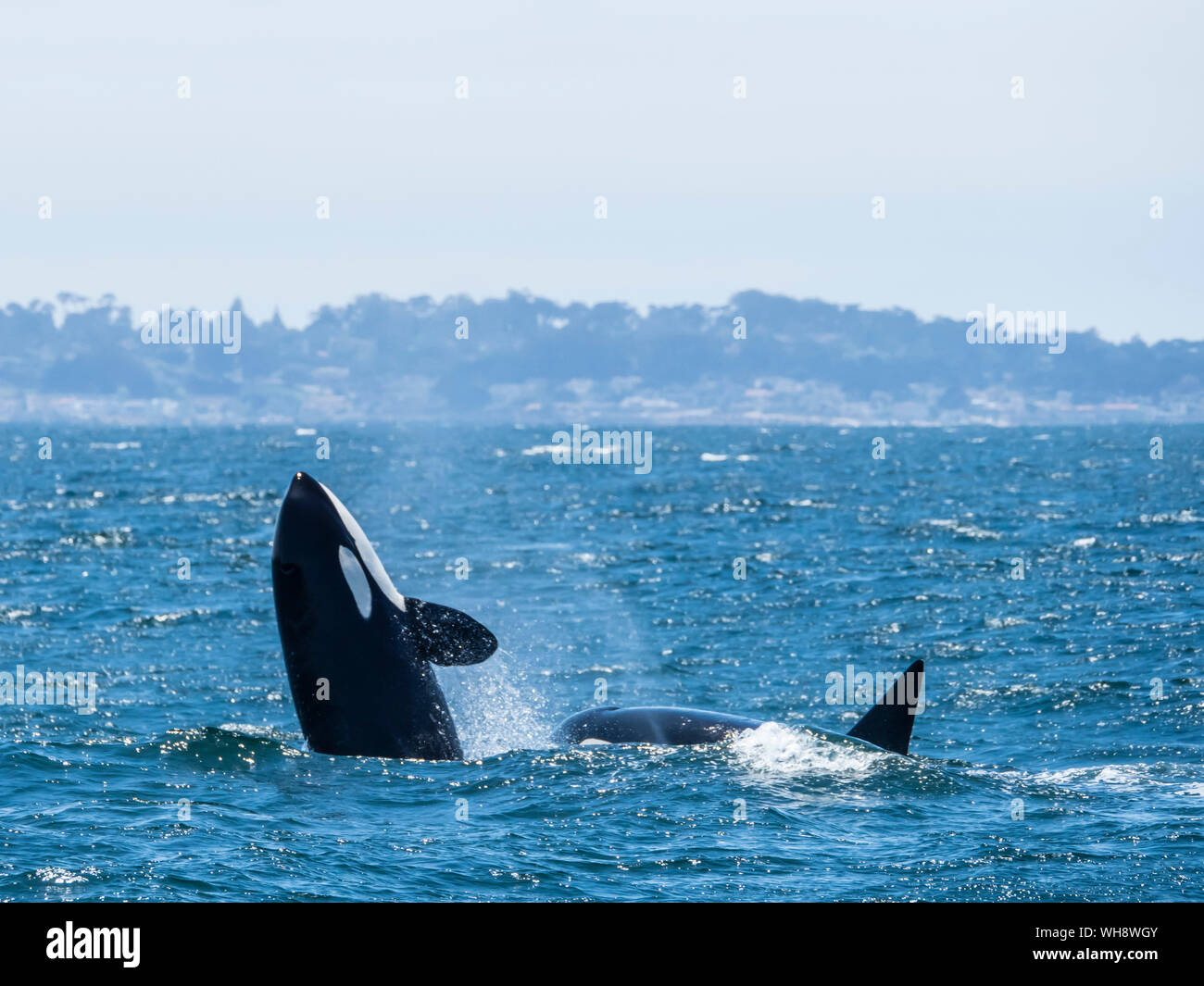 Transient killer whale (Orcinus orca) breaching in the Monterey Bay ...