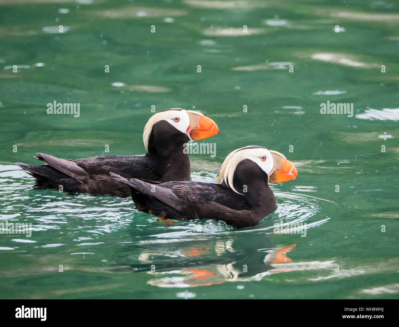 A pair of tufted puffins (Fratercula cirrhata), South Marble Island ...