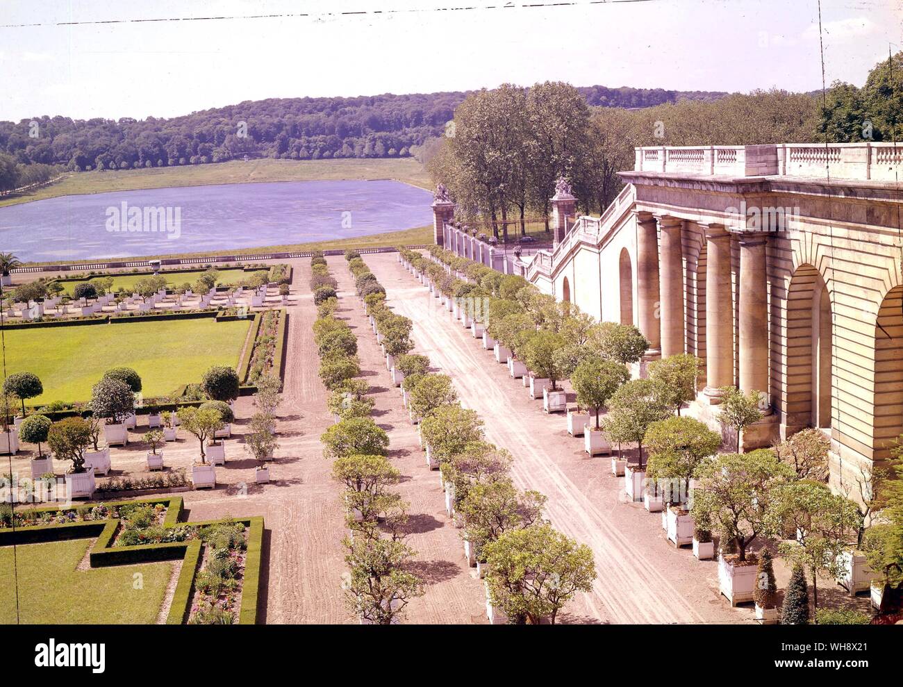 Orange trees in their rubs at Versailles Stock Photo - Alamy