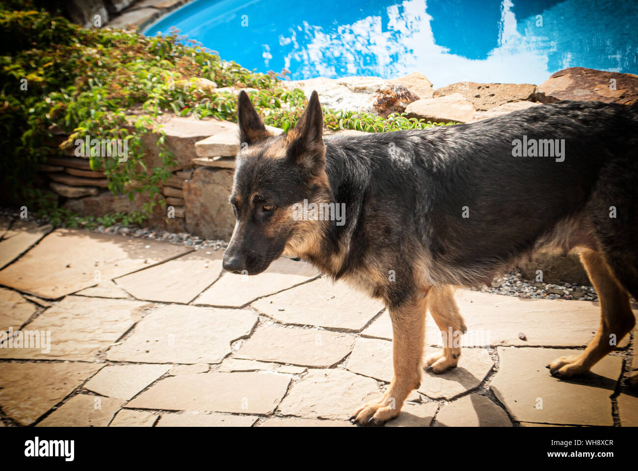 young german shepherd on the background of the pool Stock Photo - Alamy