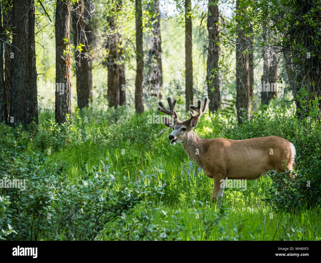 Young mule deer (Odocoileus hemionus) buck in velvet, Gros Ventre ...