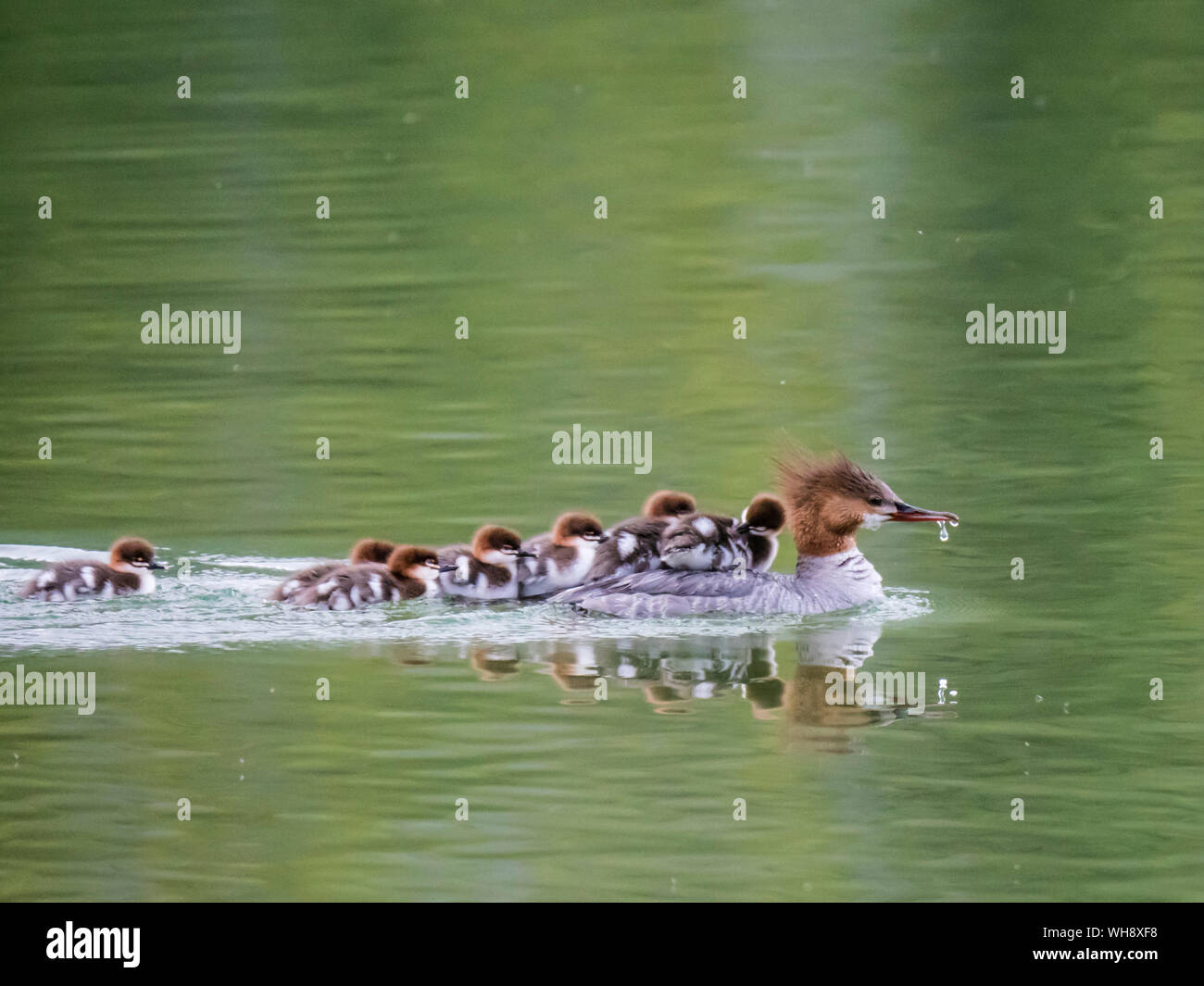 Adult female Common merganser (Mergus merganser) with chicks, Leigh ...