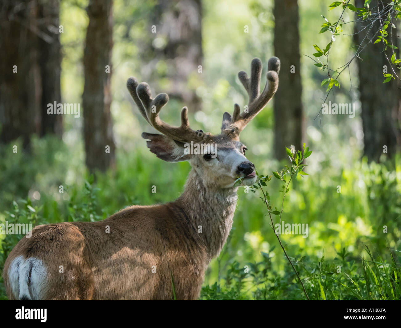 Young mule deer (Odocoileus hemionus) buck in velvet, Gros Ventre ...