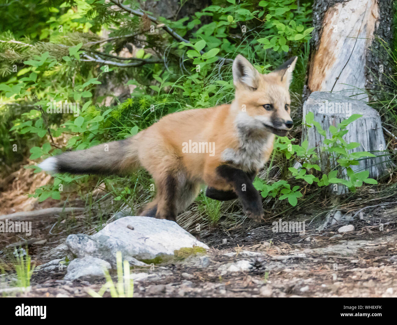 Red fox kit (Vulpes vulpes), about two months old near its den at Leigh ...