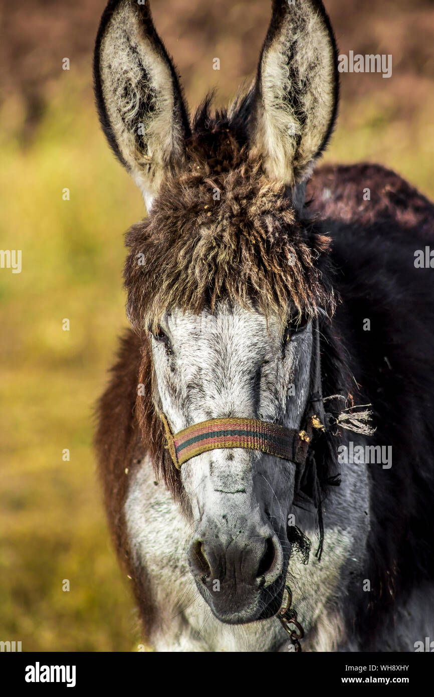 Hairy Donkey High Resolution Stock Photography and Images - Alamy