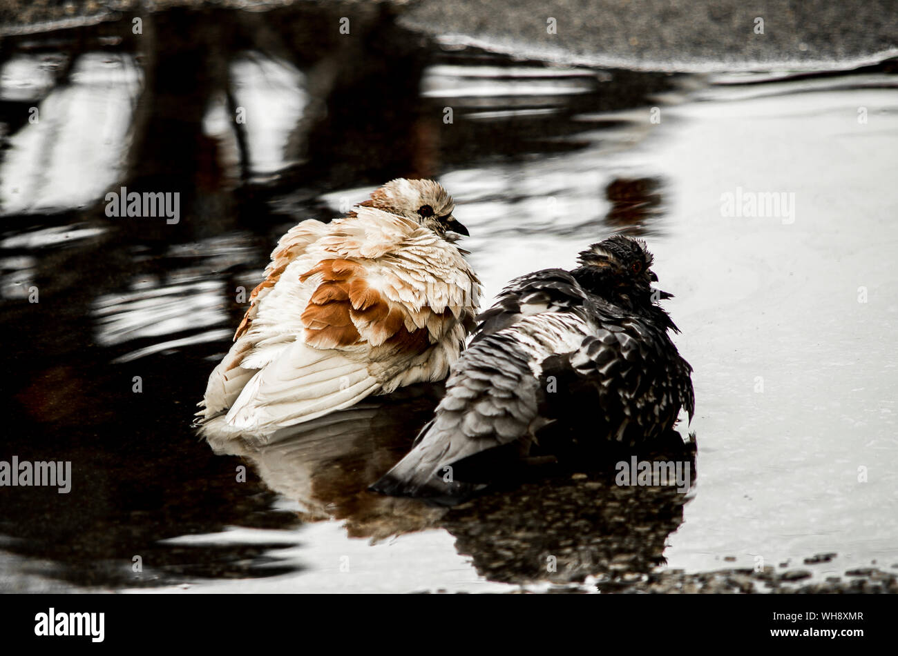 Birds In Puddle Stock Photo - Alamy