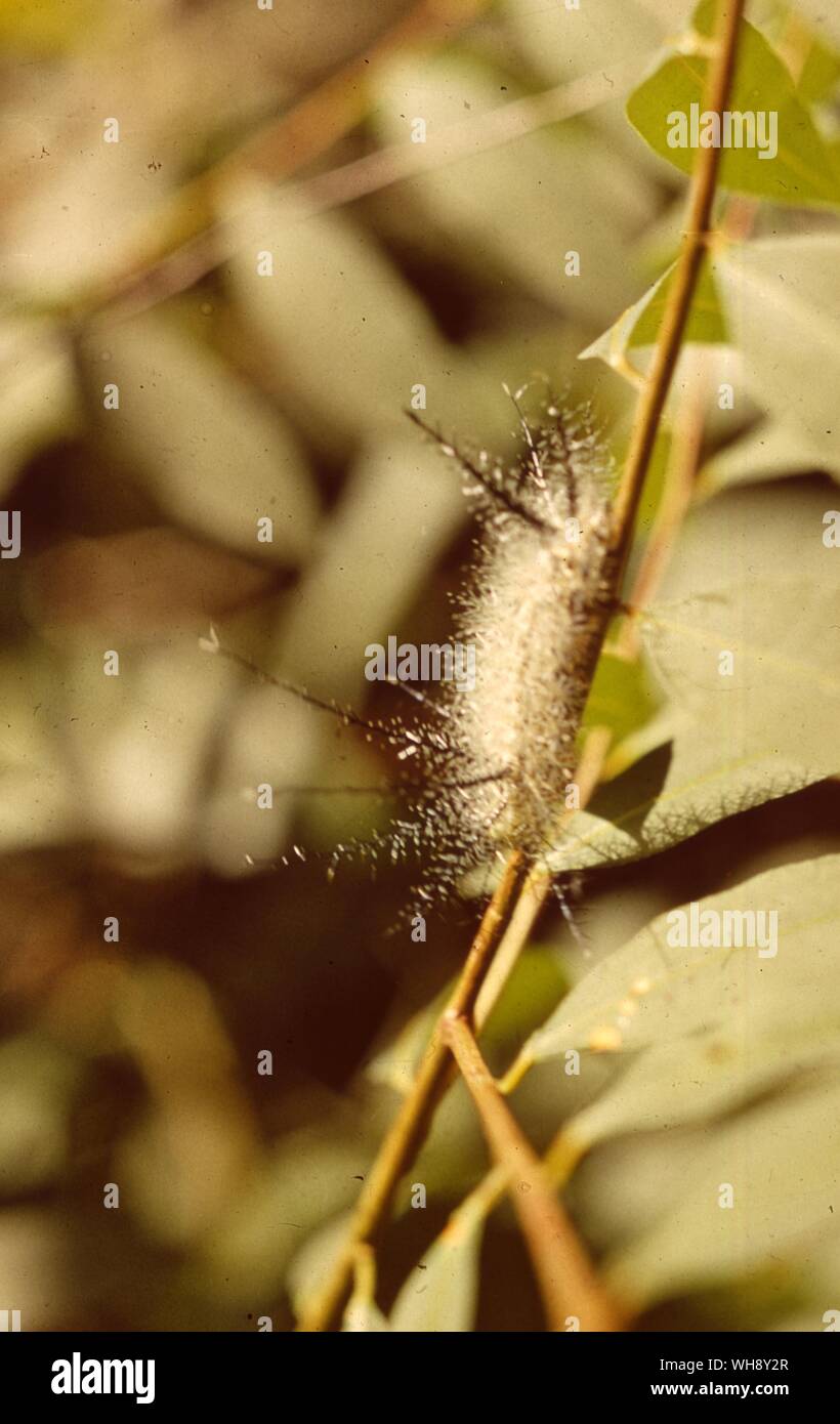 An Automeris Caterpillar Stock Photo - Alamy
