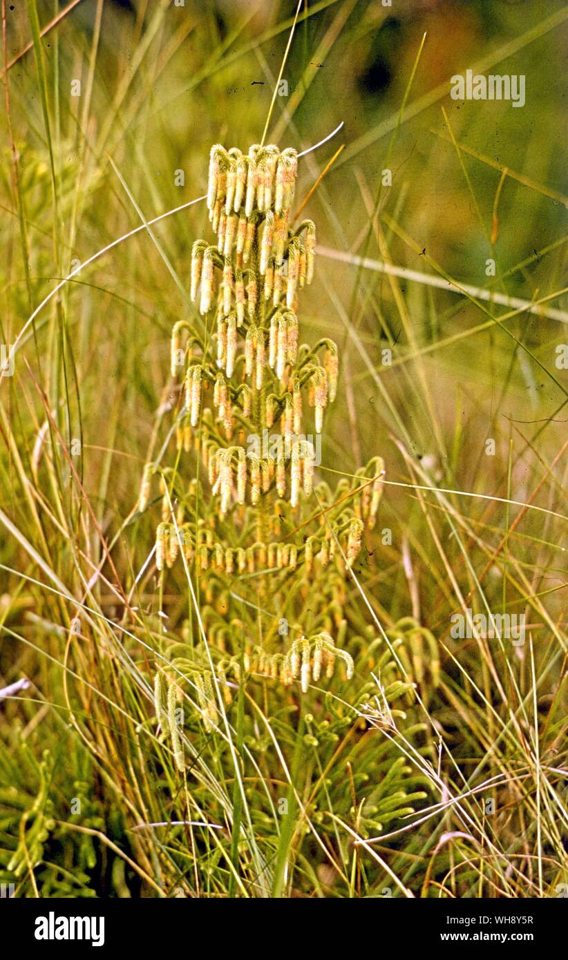 Lycopodium hi-res stock photography and images - Alamy