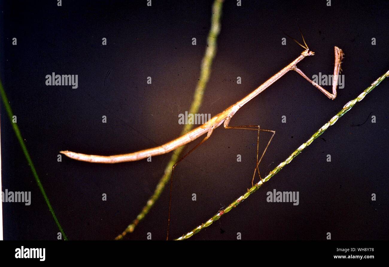 Insect Archive High Resolution Stock Photography and Images - Alamy