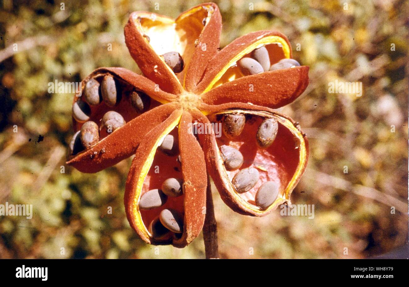 Sterculia hi-res stock photography and images - Alamy