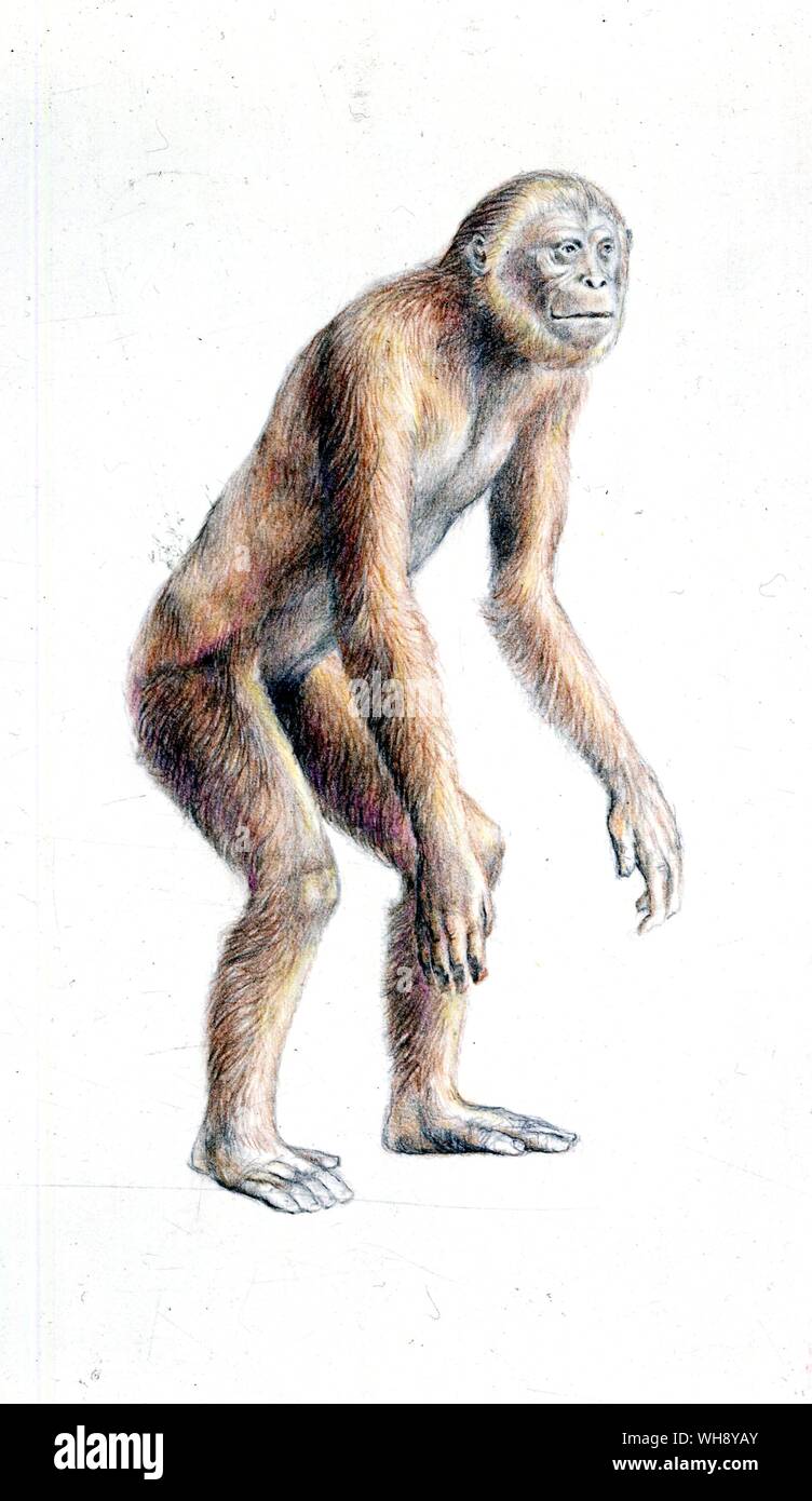 A Reconstruction of Ramapithecus Stock Photo - Alamy