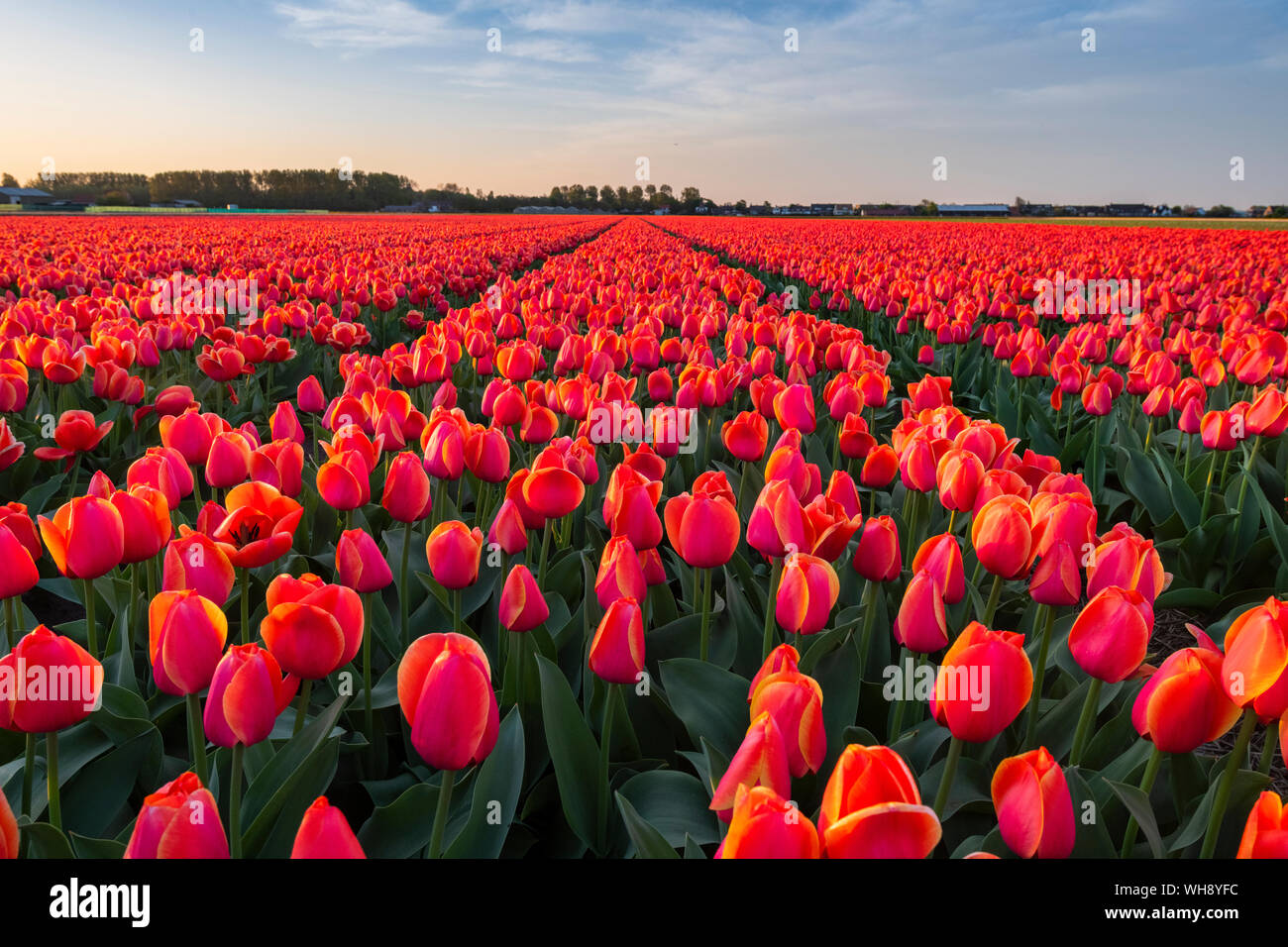 Tulip fields around Lisse, South Holland, The Netherlands, Europe Stock ...