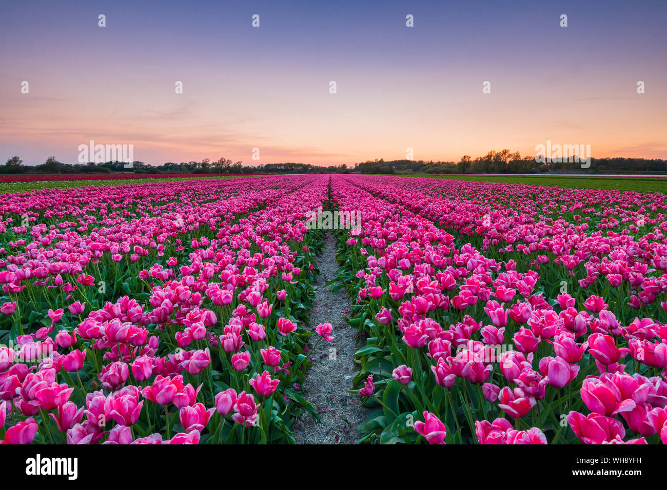 Tulip fields around Lisse, South Holland, The Netherlands, Europe Stock ...