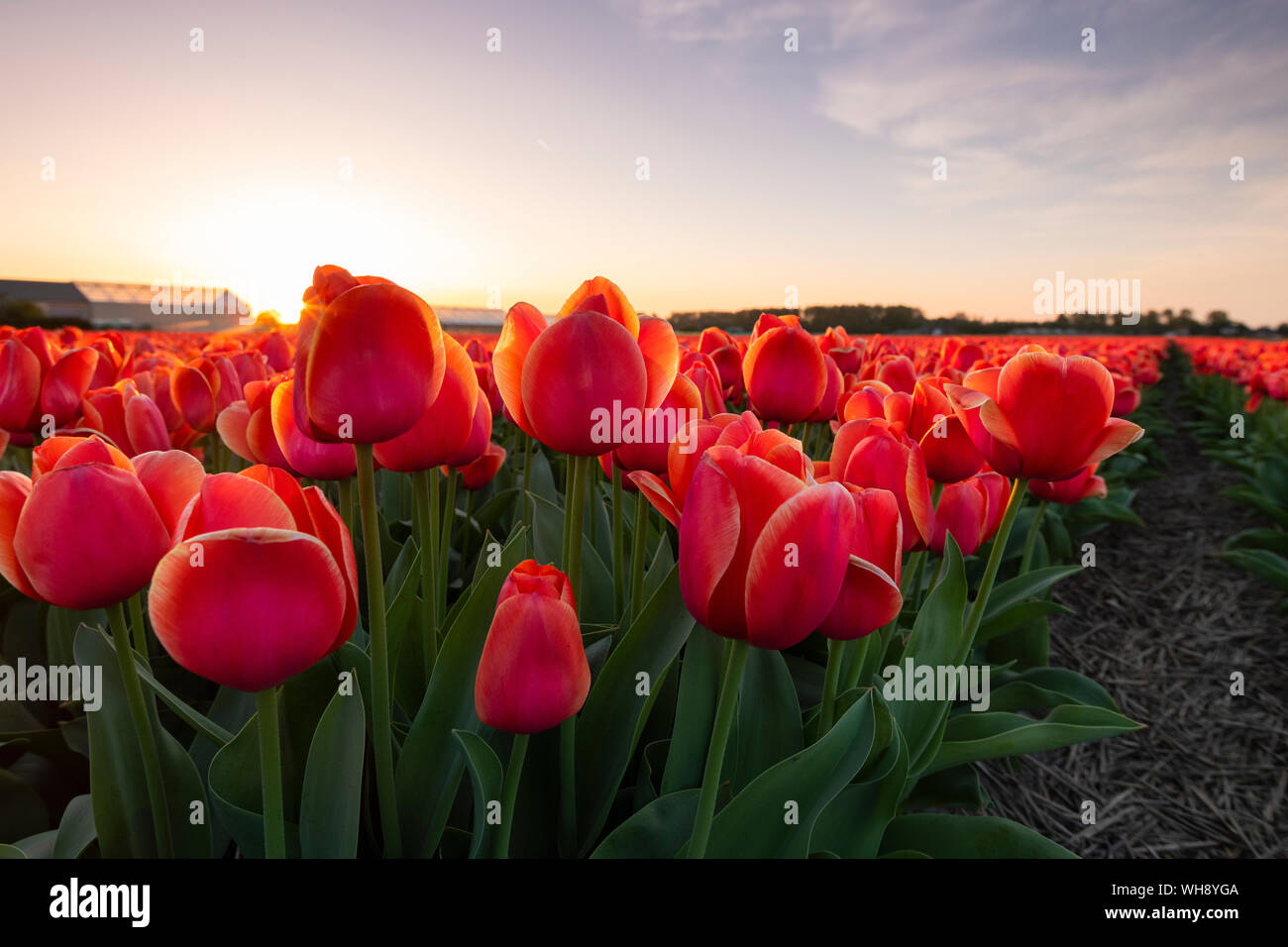 Tulip fields around Lisse, South Holland, The Netherlands, Europe Stock ...