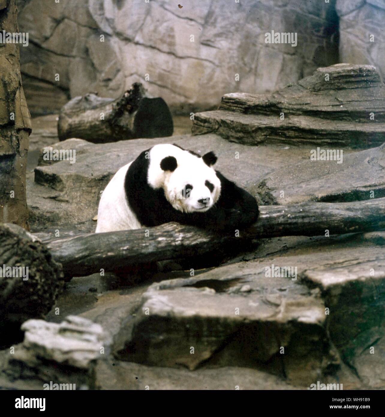 Panda image hi-res stock photography and images - Alamy