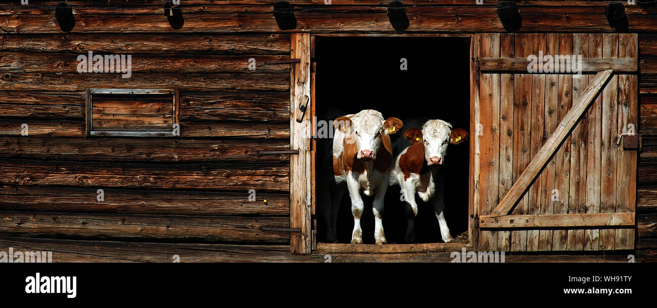 Cow barn door hi-res stock photography and images - Alamy