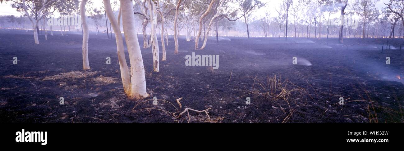 Gum trees hi-res stock photography and images - Alamy