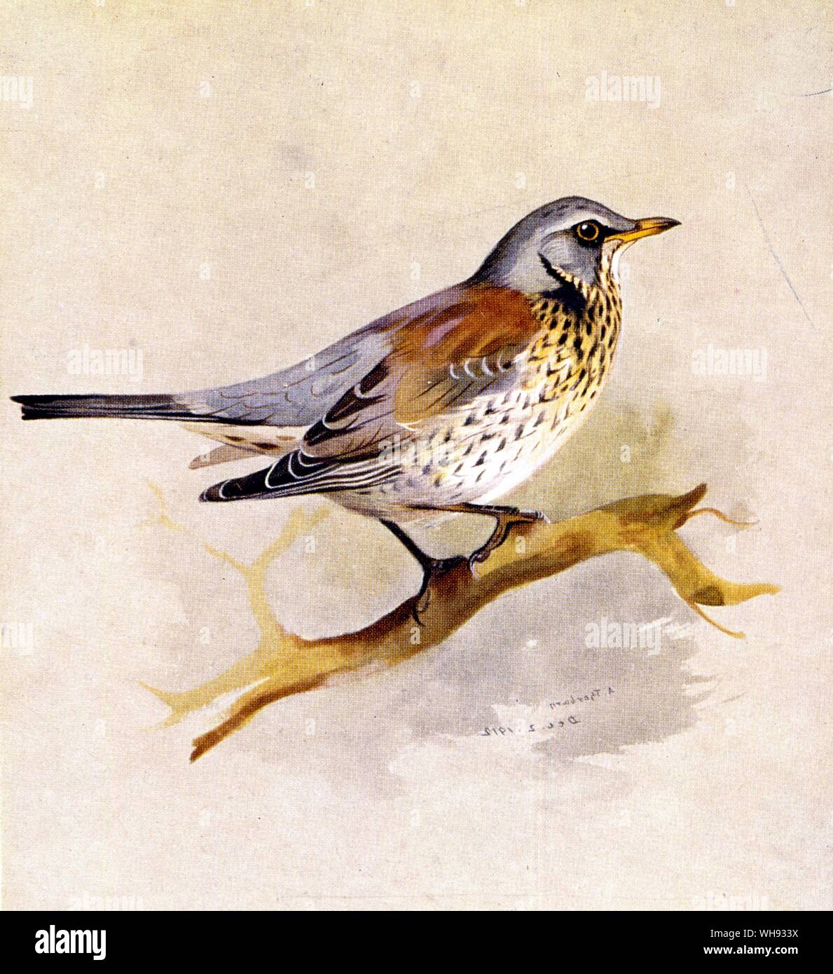 Fieldfare hi-res stock photography and images - Alamy