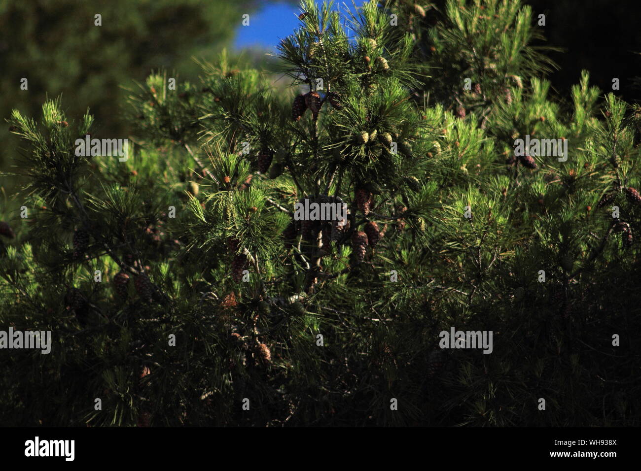Cones growing tree hi-res stock photography and images - Alamy