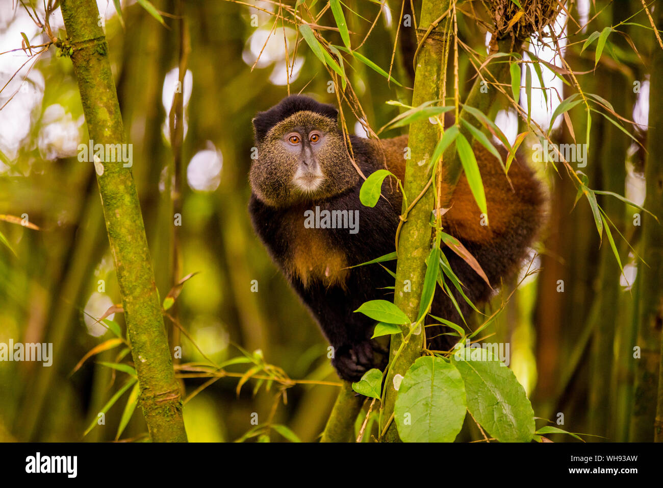 Golden Monkey in Volcanoes National Park, Rwanda, Africa Stock Photo ...
