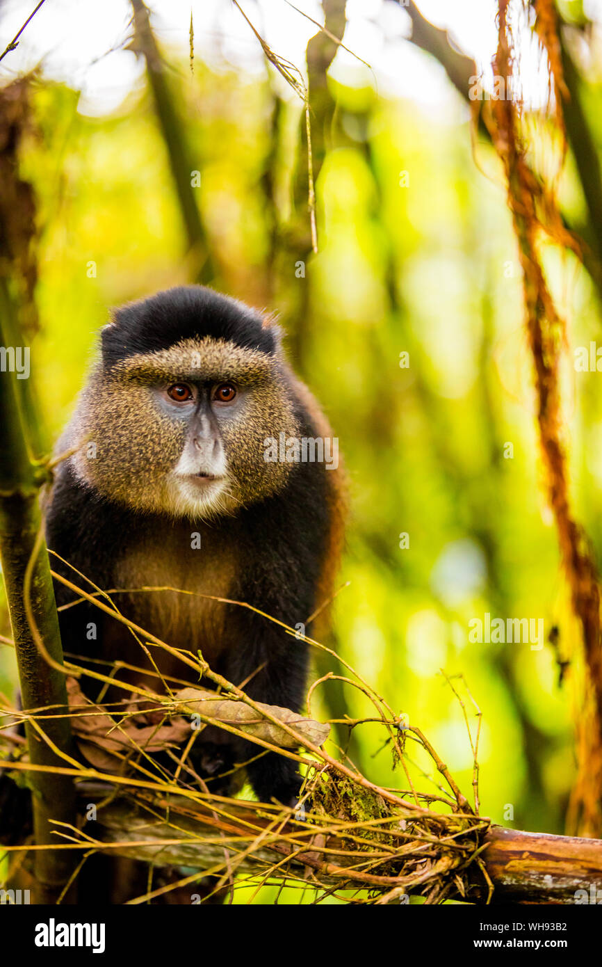 Golden Monkey in Volcanoes National Park, Rwanda, Africa Stock Photo ...
