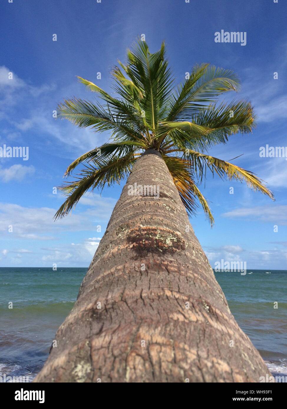Slanted tree hi-res stock photography and images - Alamy