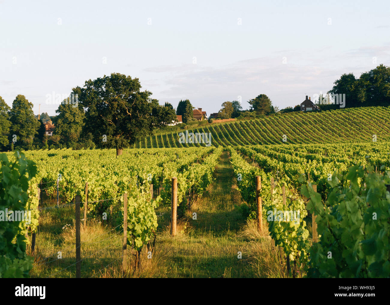 Denbies Wine Estate, the largest vineyard in the UK Stock Photo - Alamy