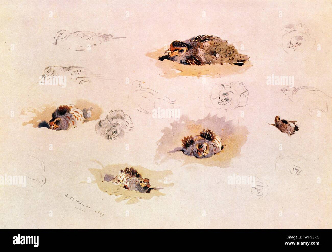 174 3642 hi-res stock photography and images - Alamy