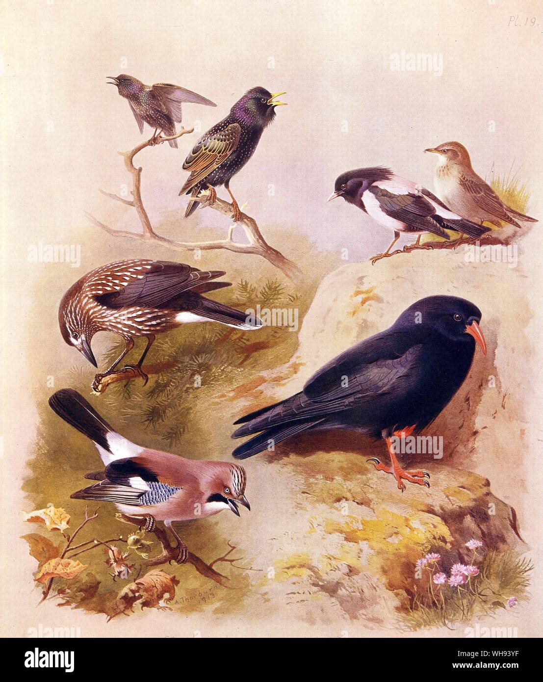 Rosy Starling. Starling. Jay. Nutcracker and Chough Stock Photo - Alamy