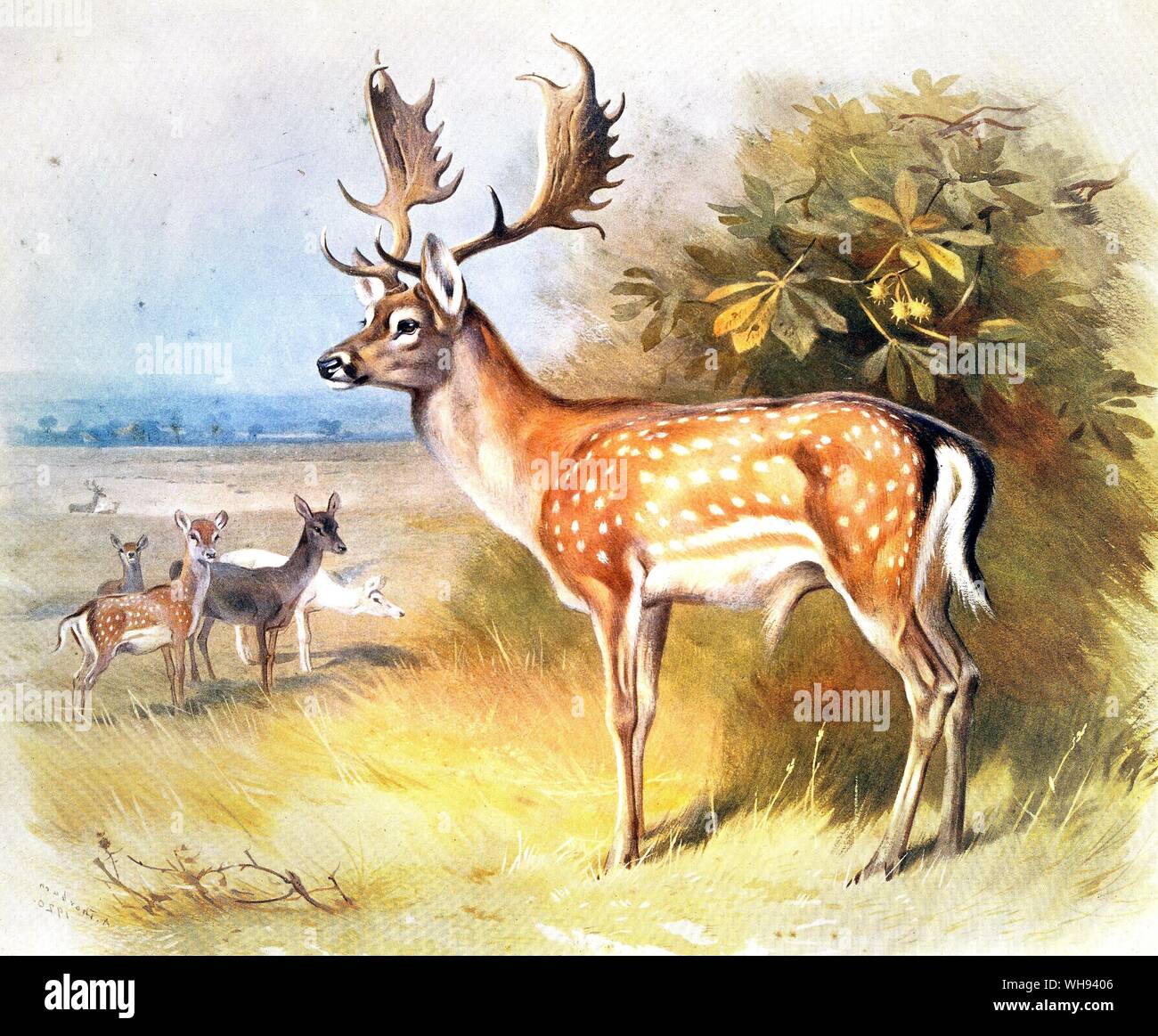 The Fallow Deer Stock Photo - Alamy
