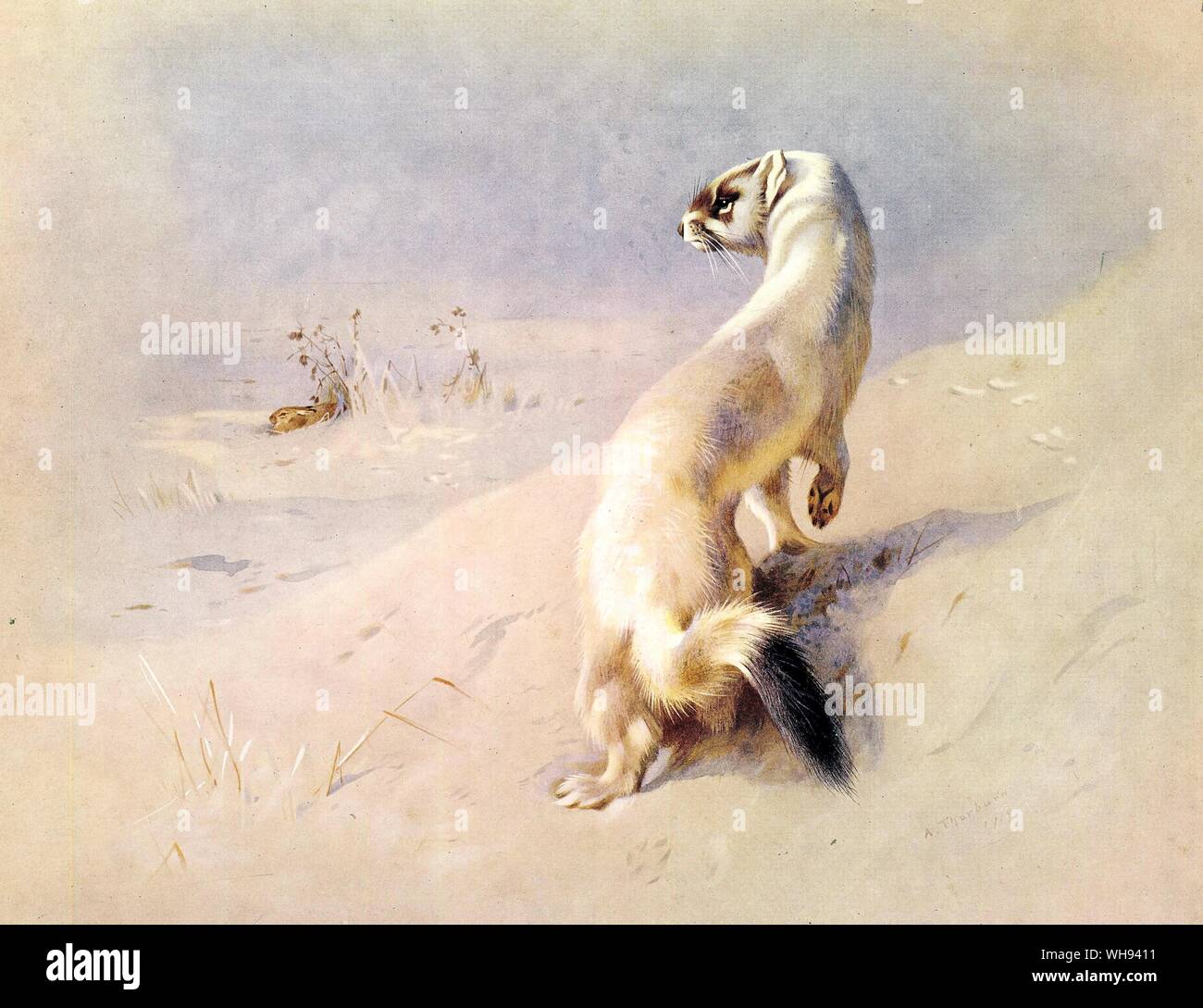 174 3179 hi-res stock photography and images - Alamy