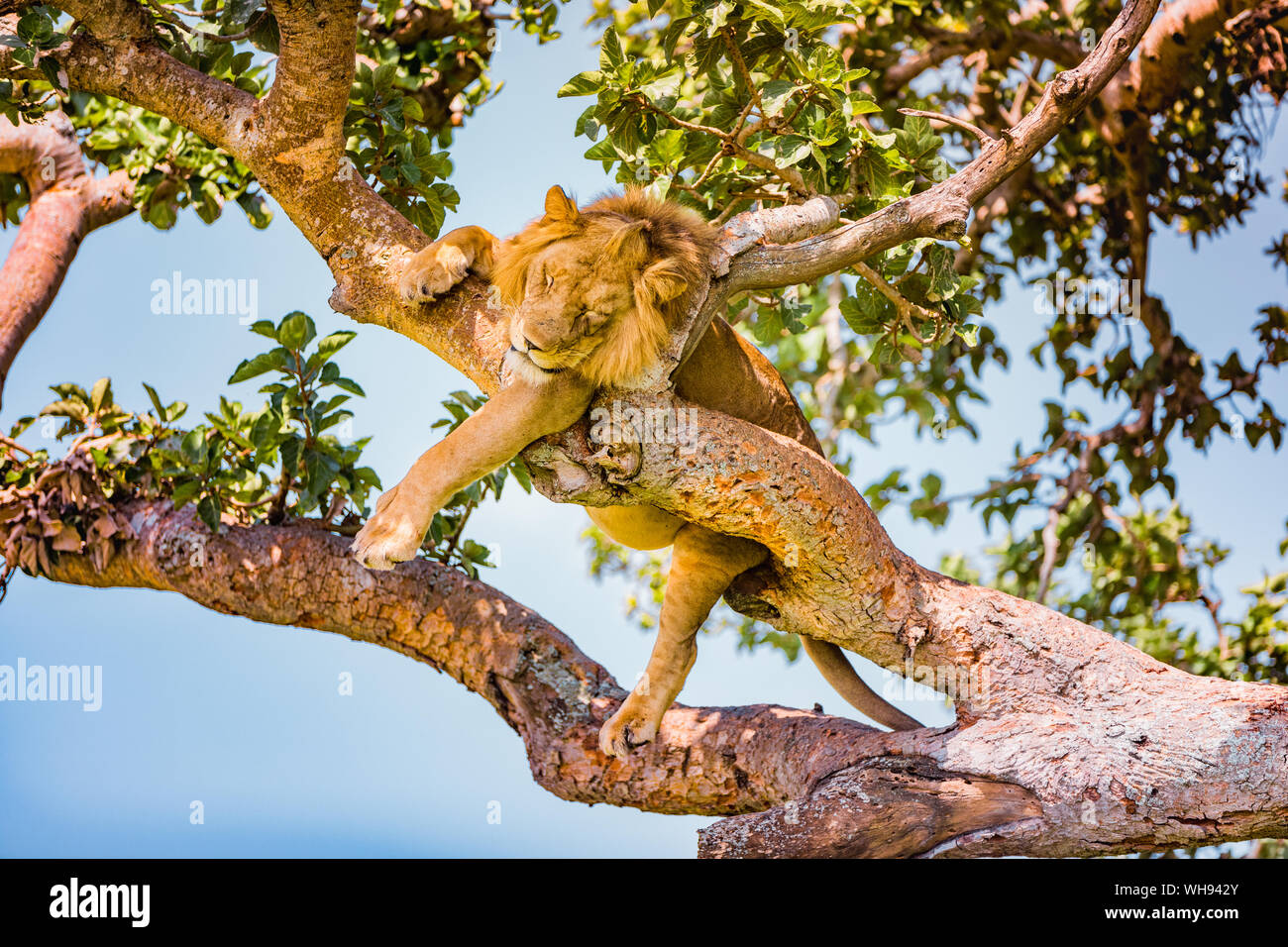 Hanging Lions in the Ishasha sector, Queen Elizabeth National Park ...